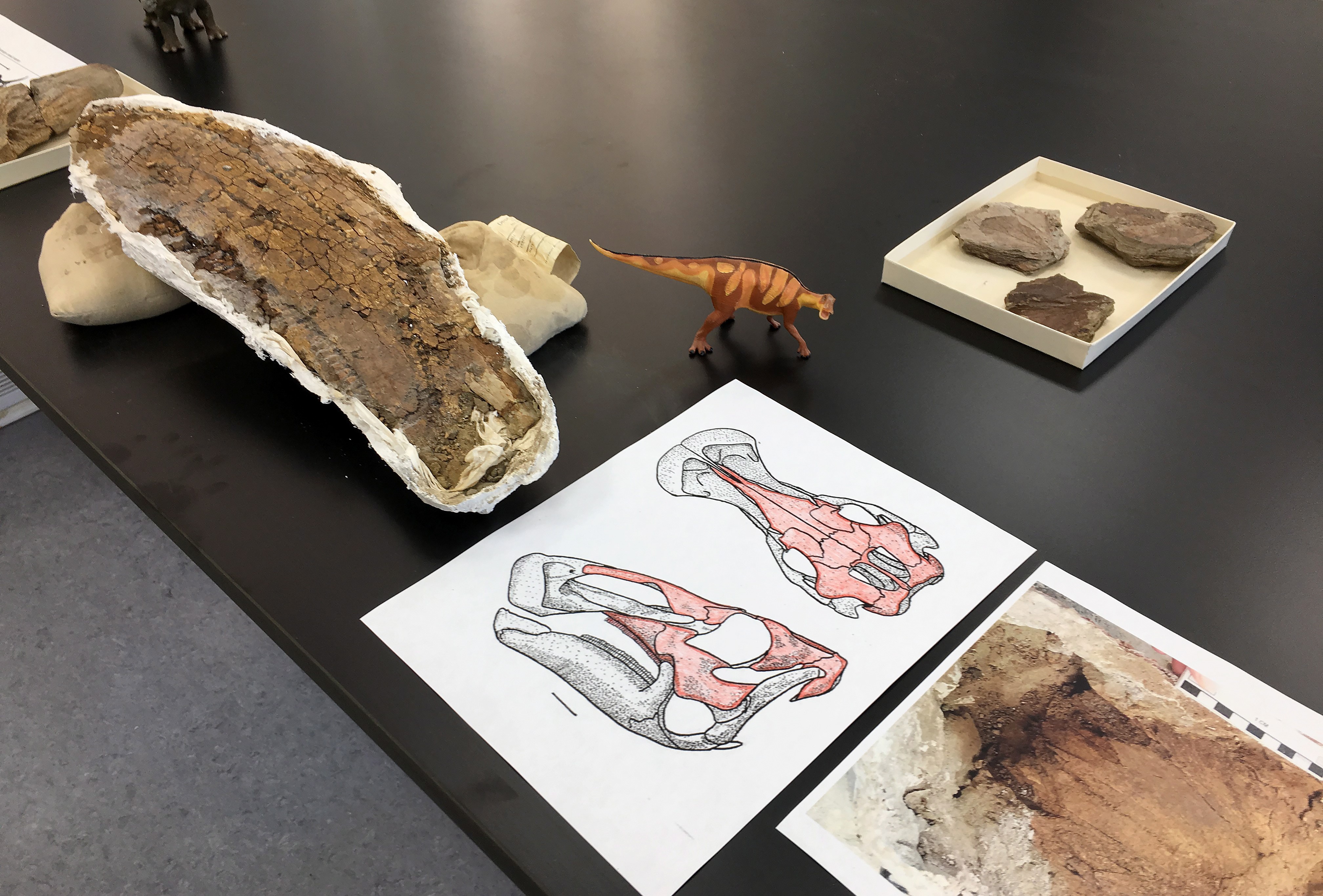 Royal Saskatchewan Museum Dinosaurs