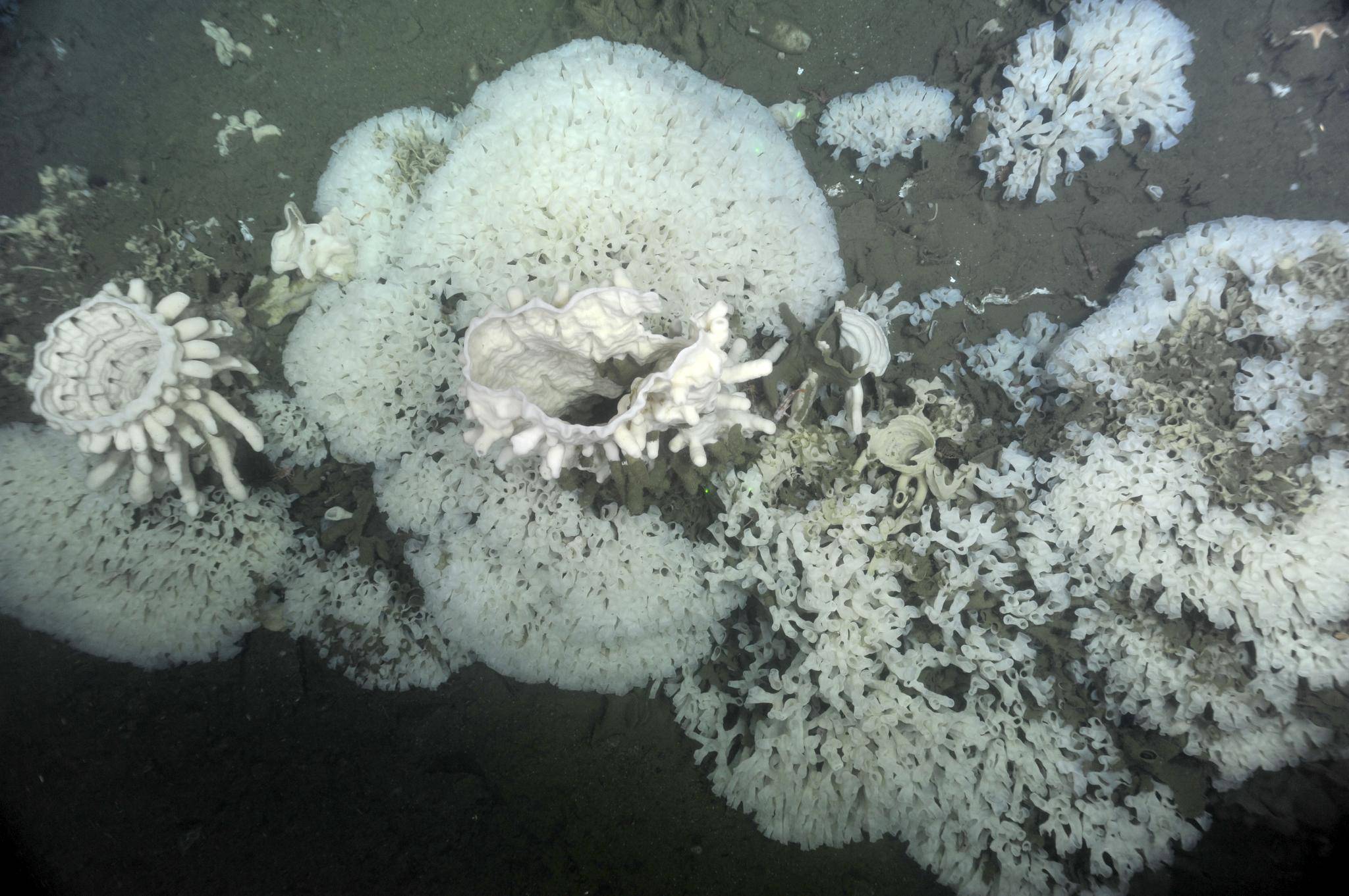 Glass Sponge